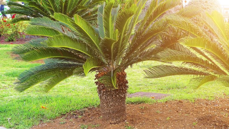 Jenis Tanaman Pangan, Gambar dan Penjelasan [Updated]