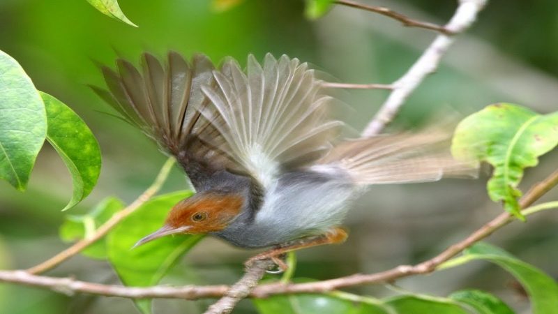 Cara Membedakan Prenjak Jantan dan Betina Akurat [Updated]